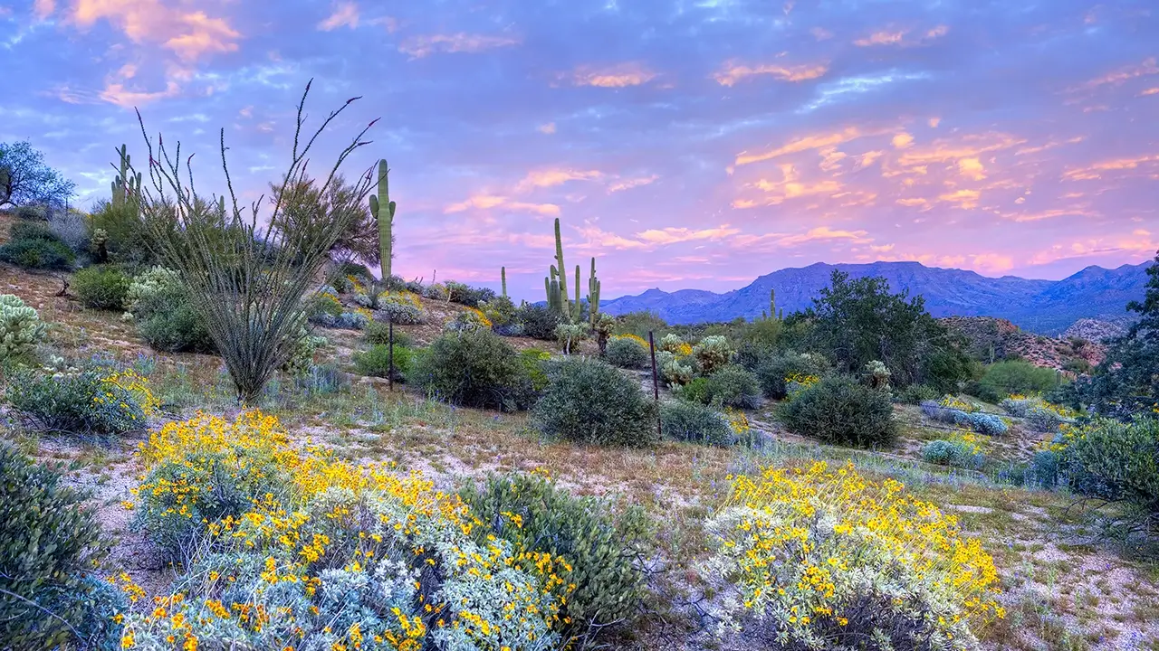 California Desert Bloom Guide | Emerald Desert RV Resort